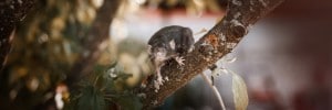 What are Roof Rats (and How Can I Prevent Them)?